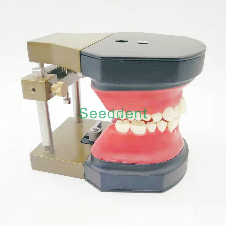 Orthodontic Typodont Dental Teeth Model / Teeth Model for training ...