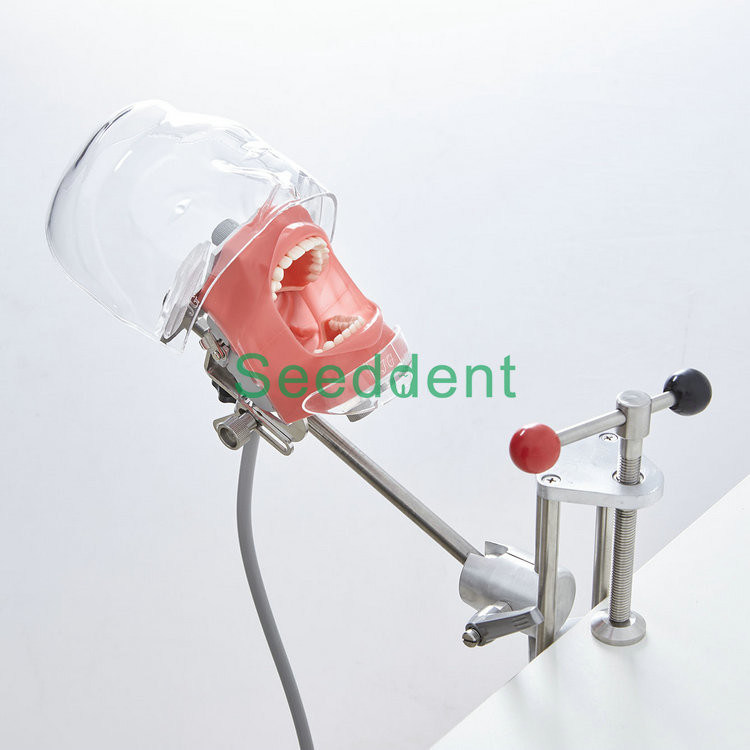 Dental Oral Cavity Training Simple Simulation Head Teeth Model/Simple ...