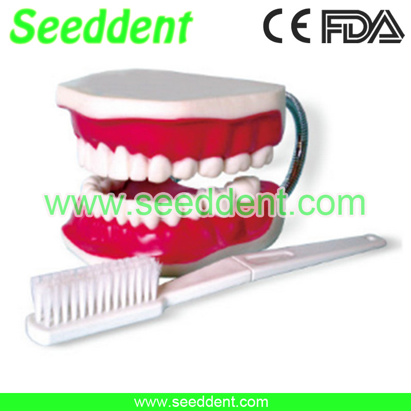Dental study model with toothbrush