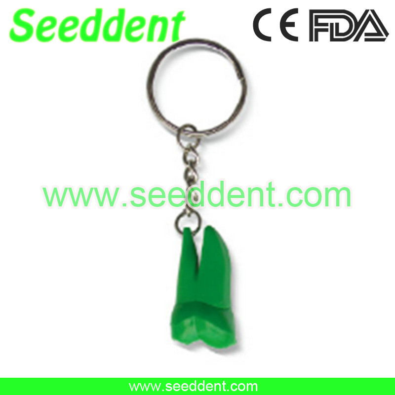 Molar tooth key chain