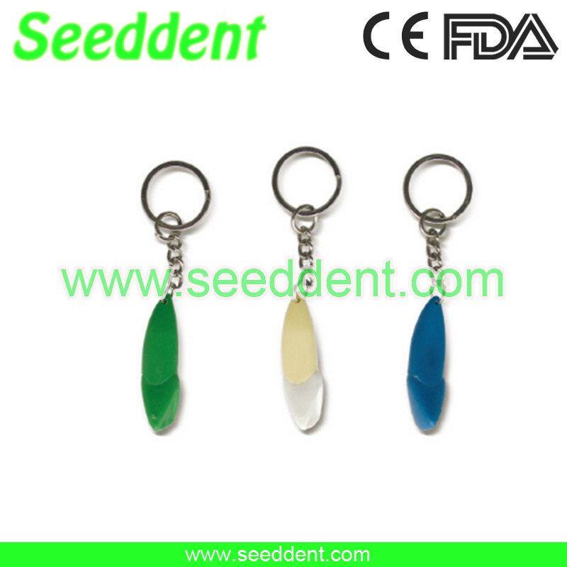 Lateral incisor tooth key chain