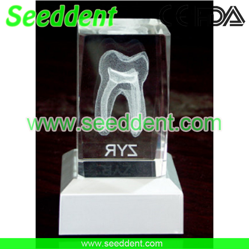 Transparent single tooth model with square stand