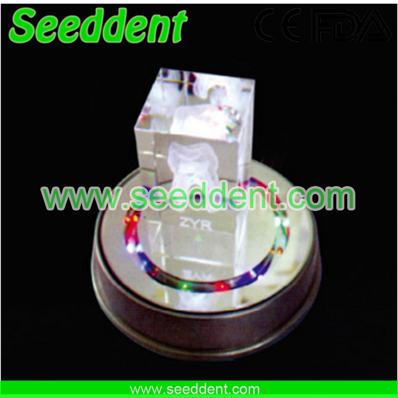 Transparent single tooth big model with big round stand