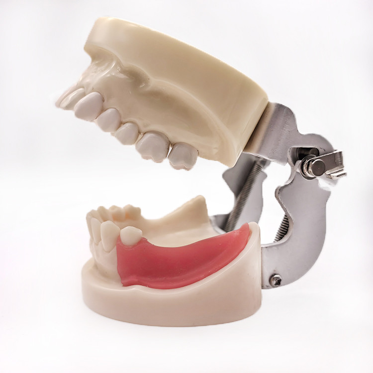 Dental Implant Practice Jaw Model Dental Technician Practice Teaching ...
